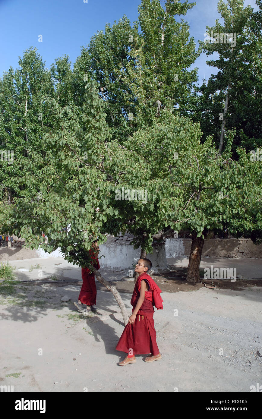 Buddhist monk under walnut tree ; Leh ; Ladakh ; Jammu and Kashmir ...