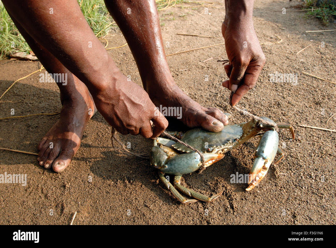 Crabs of india hi-res stock photography and images - Alamy
