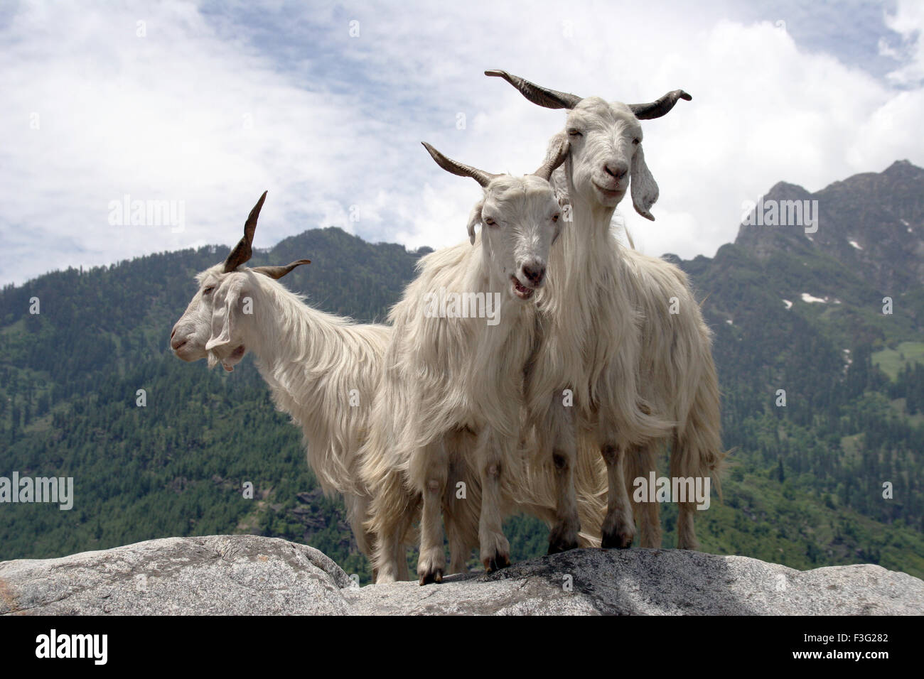 Nehru kund manali hi-res stock photography and images - Alamy