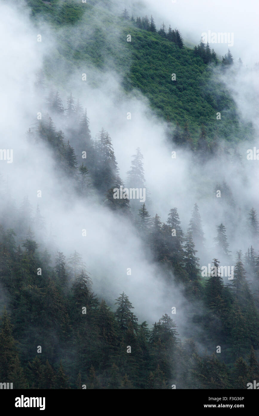 Misty landscapes in forest hi-res stock photography and images - Alamy