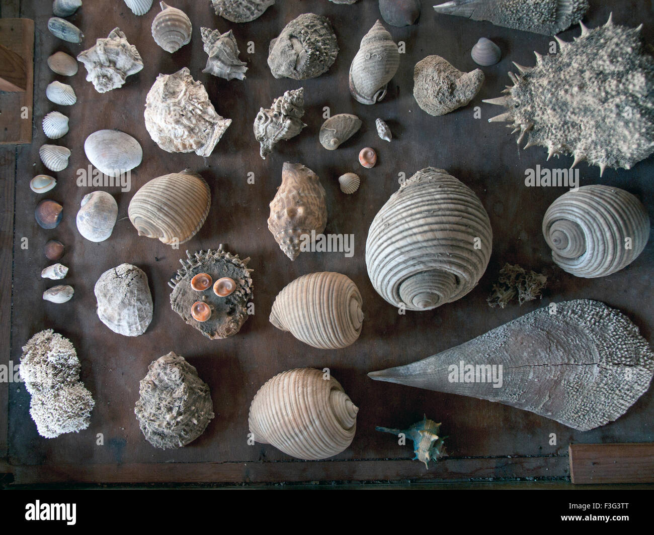 An arrangement of seashells in the Folklore Museum of Sinarades, Corfu ...