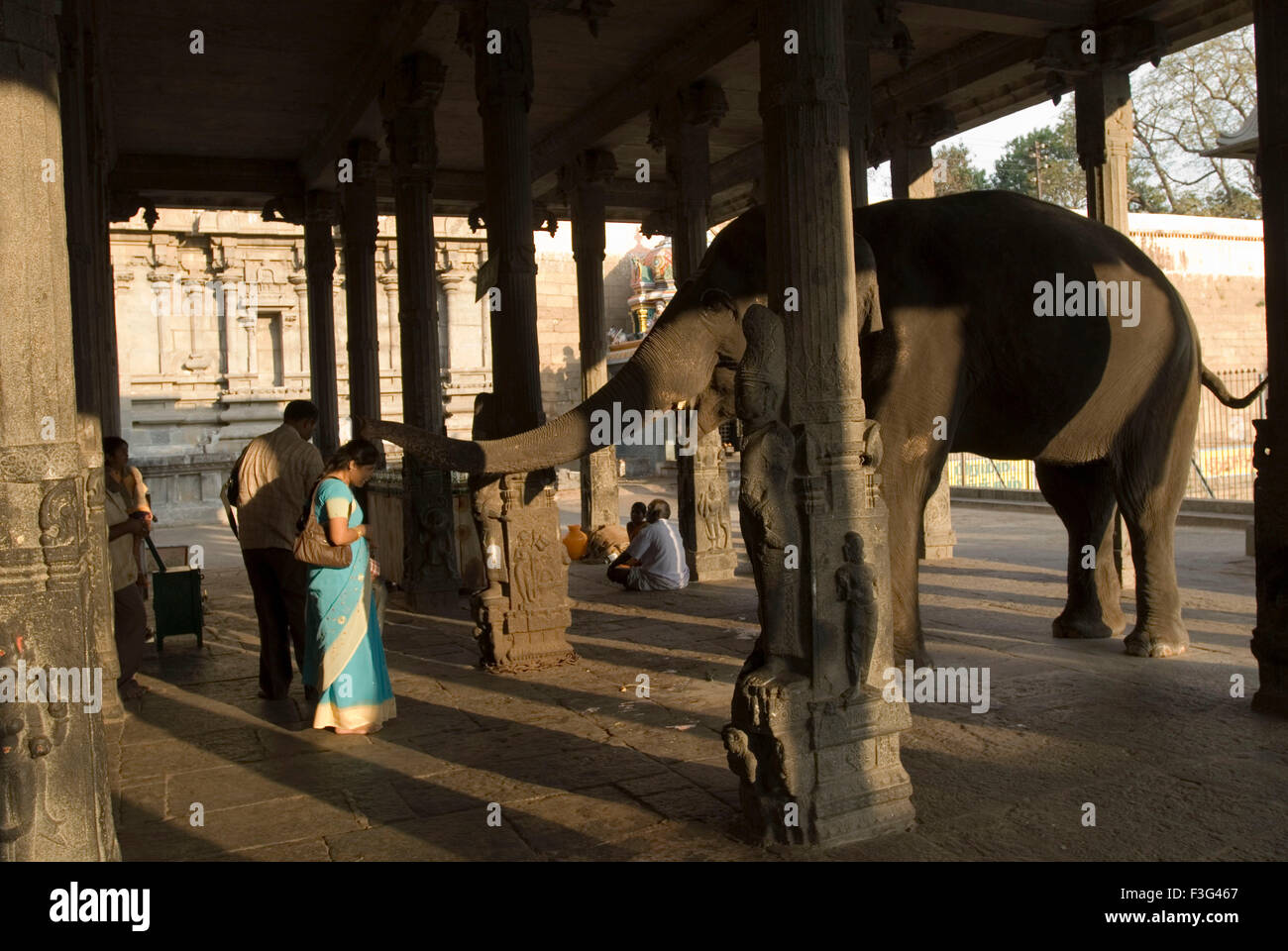 Elephant blessing people at Thiruvannamalai temple ; Tamil Nadu ; India ...