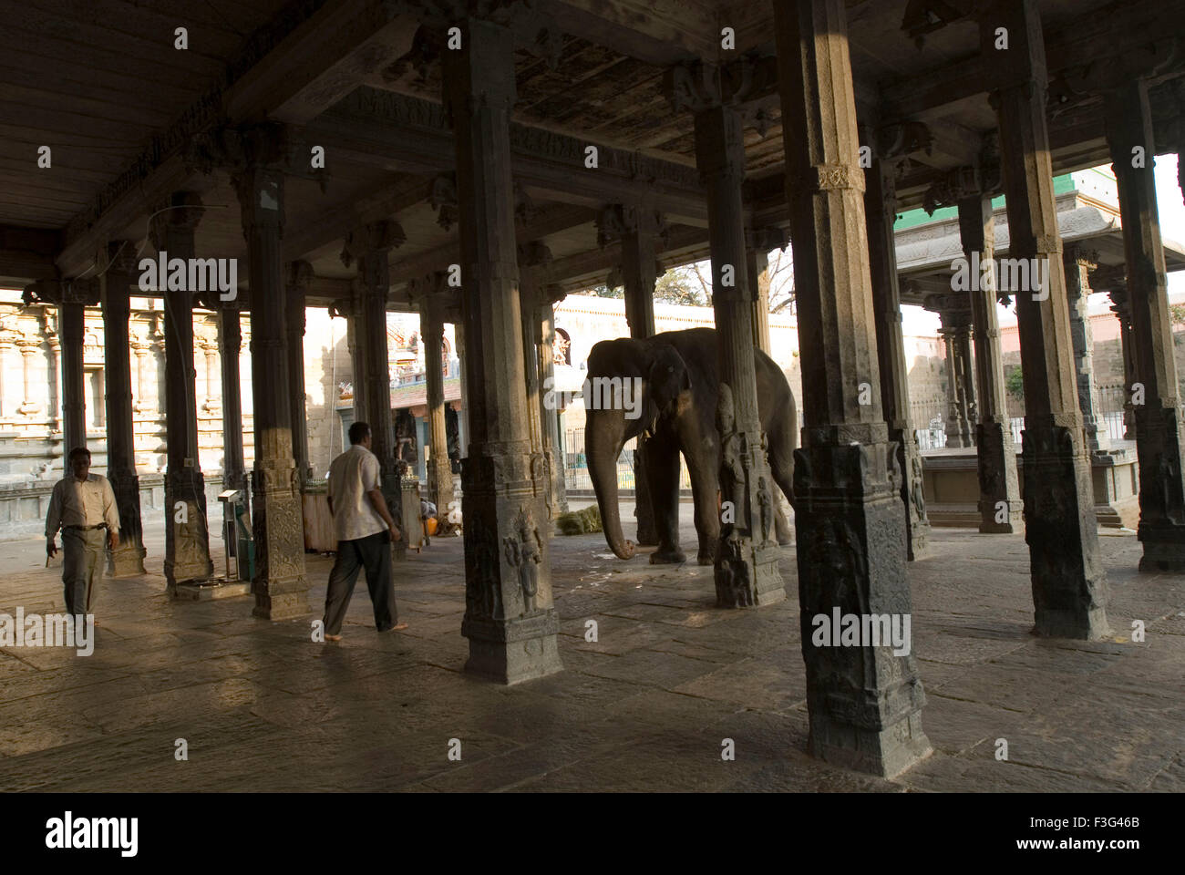 Elephant blessing people at Thiruvannamalai temple ; Tamil Nadu ; India ...