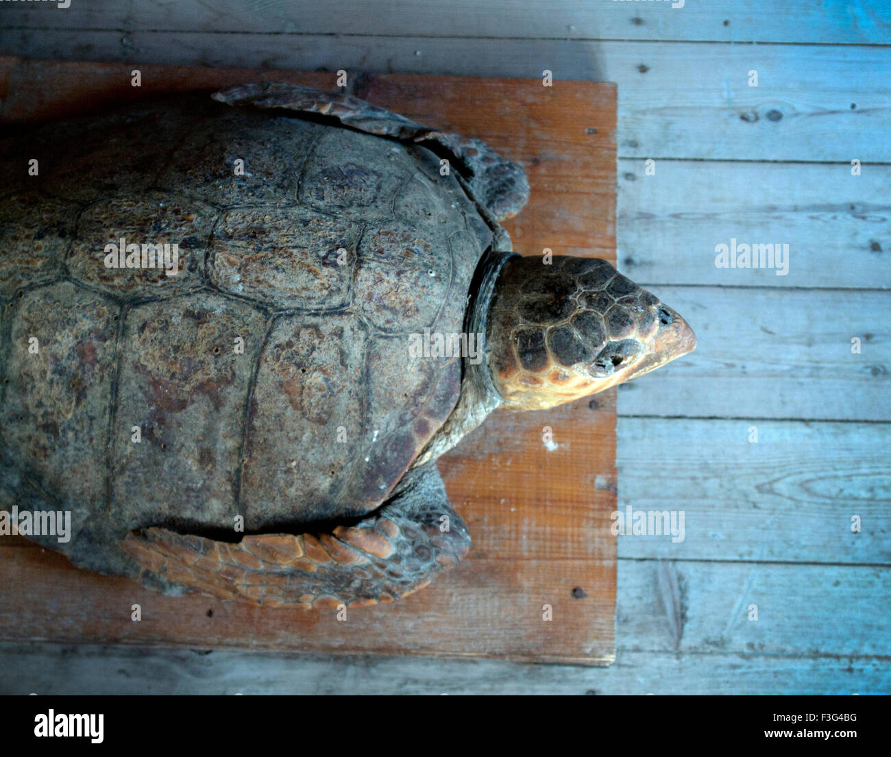 Wildlife in folklore hi-res stock photography and images - Alamy