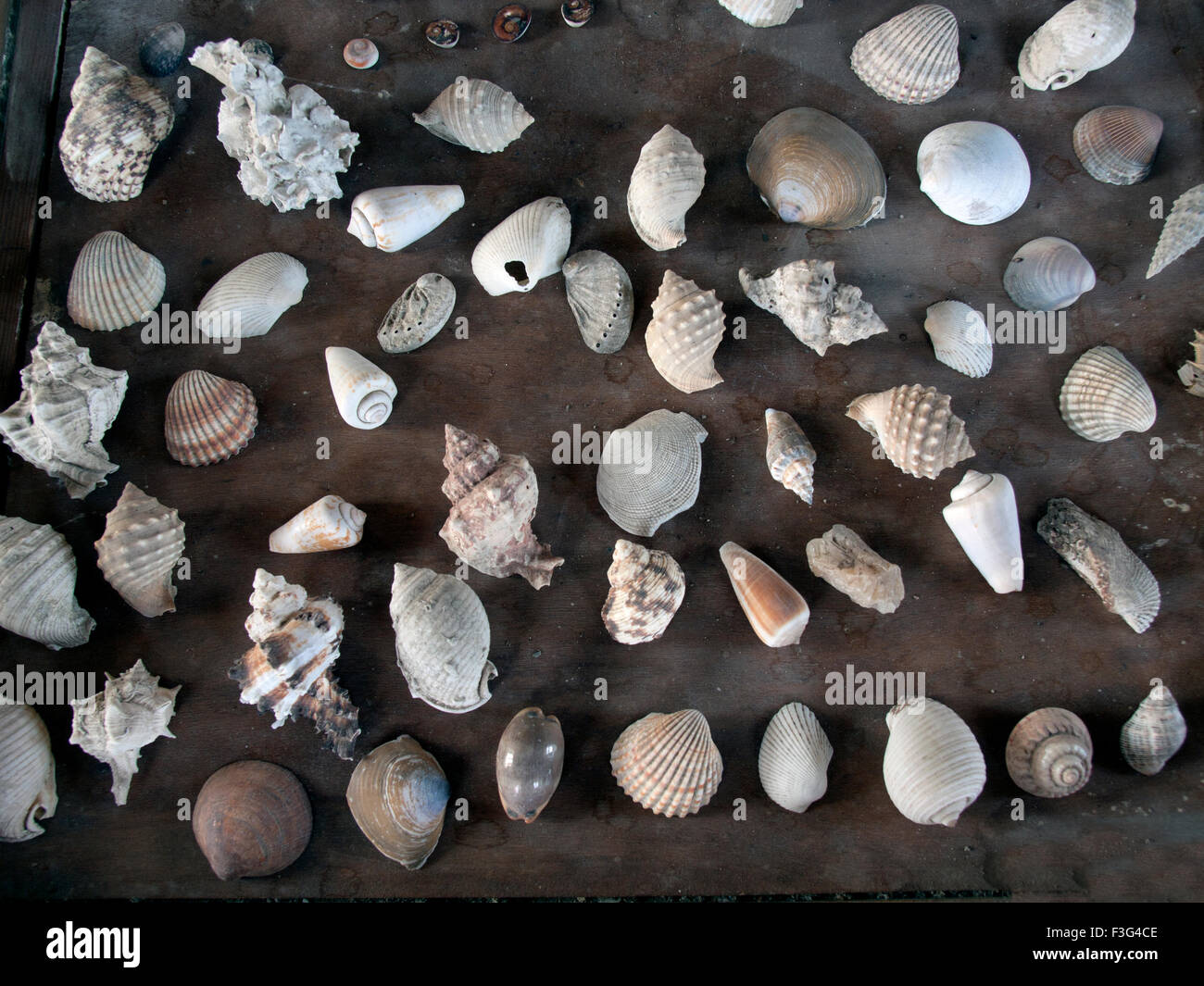 An arrangement of seashells in the Folklore Museum of Sinarades, Corfu ...