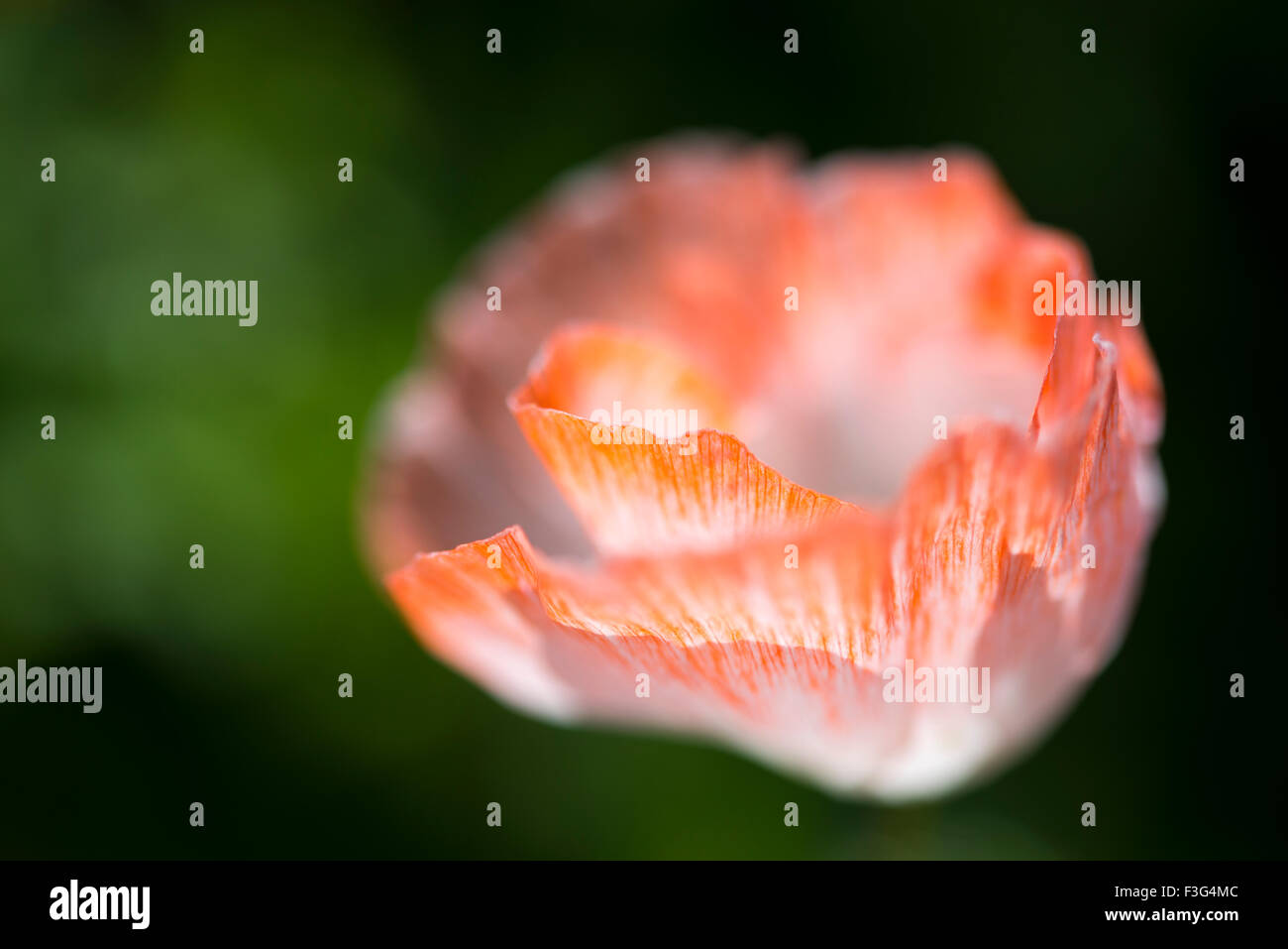 Red edged white Poppy flower glowing in summer sunshine Stock Photo - Alamy