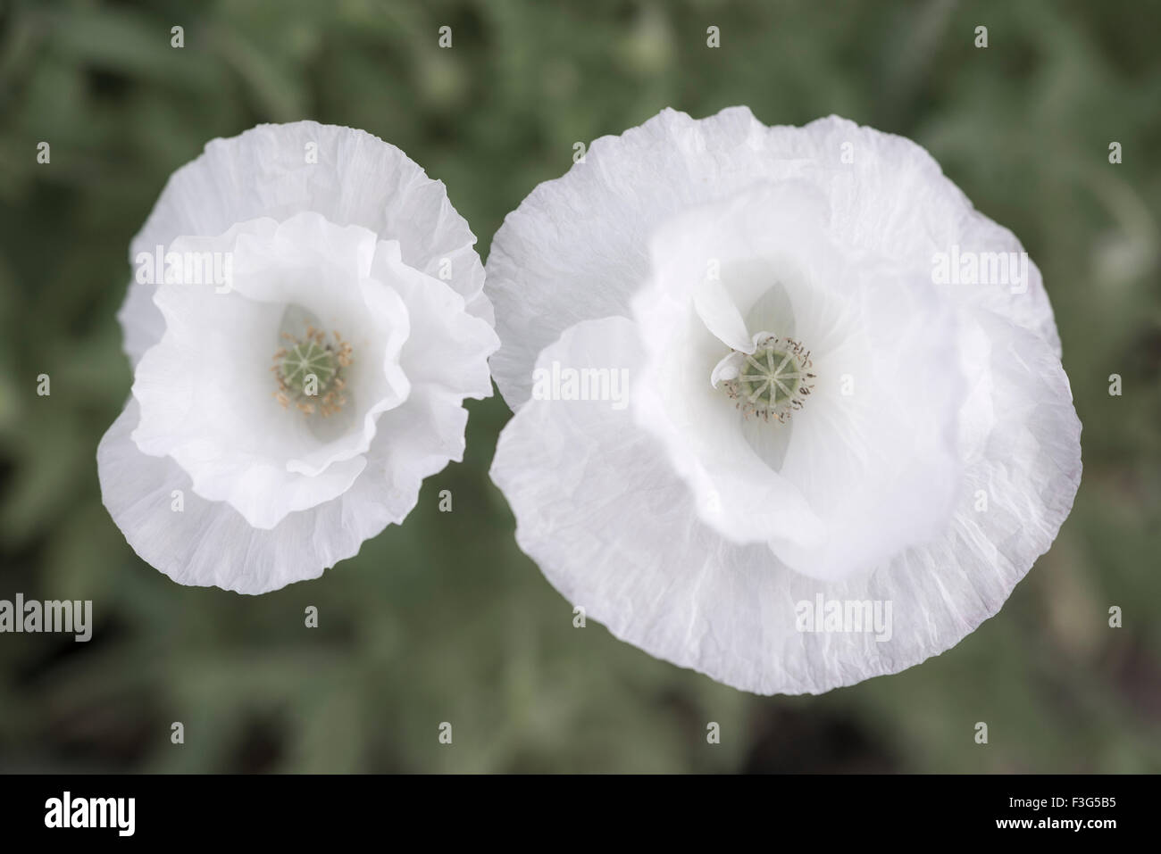 White poppy hi-res stock photography and images - Alamy