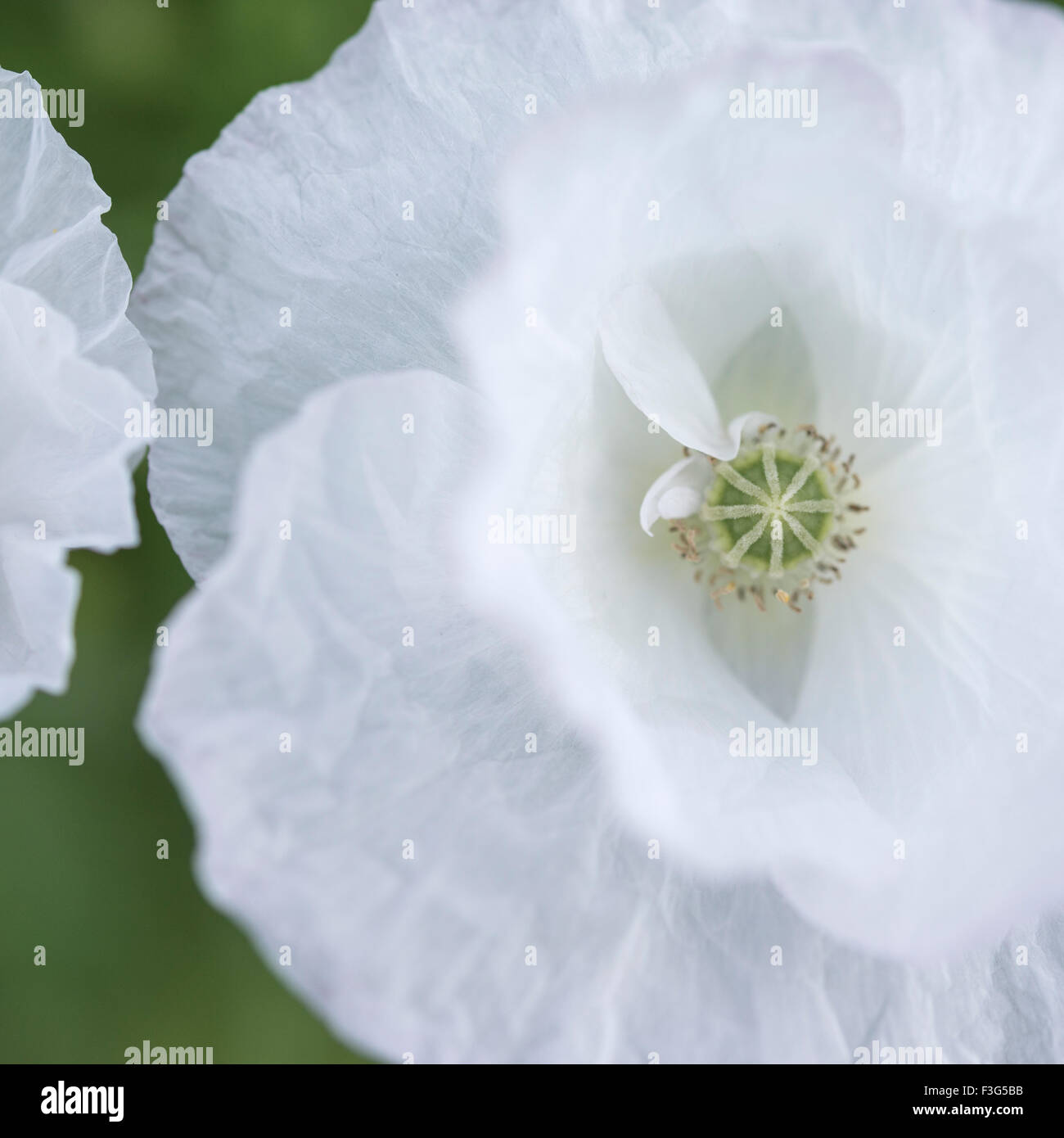 White poppy hi-res stock photography and images - Alamy
