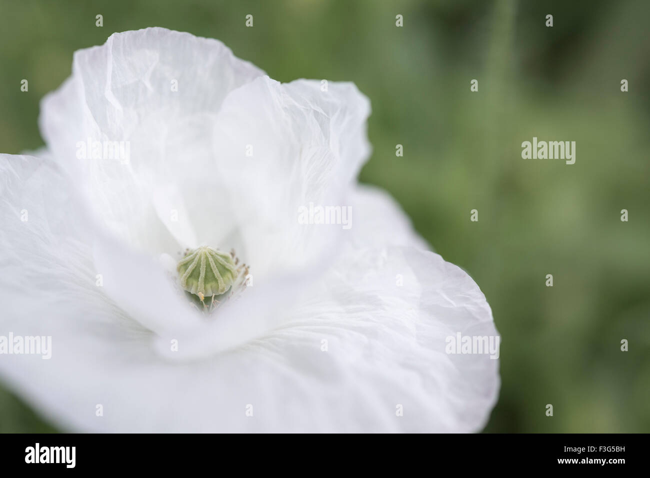 White poppy hi-res stock photography and images - Alamy