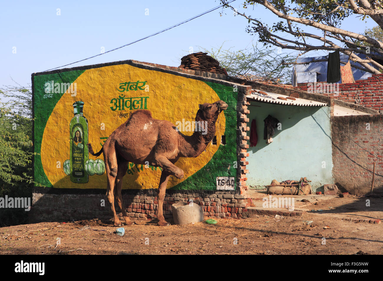 Camel standing near Dabur Amla Hair Oil hoarding painted on wall ; Agra ...