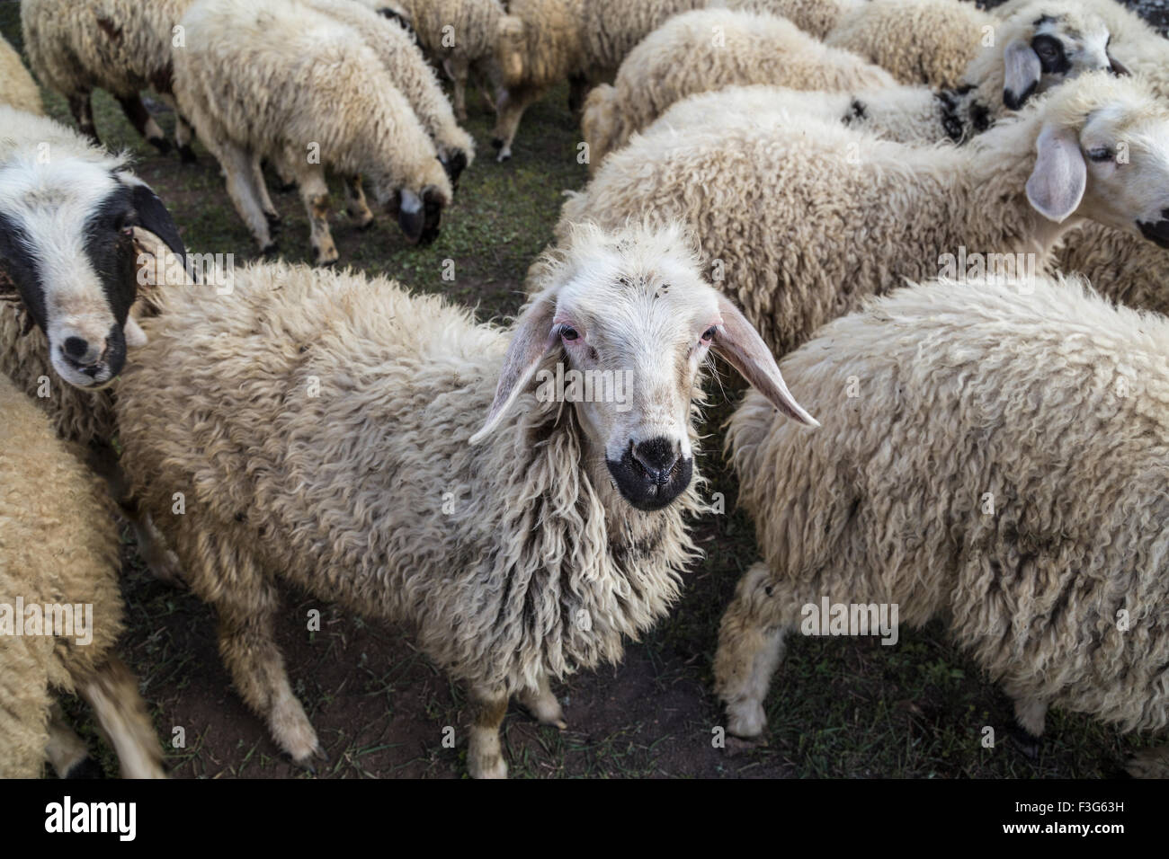 Flocks of sheep hi-res stock photography and images - Alamy