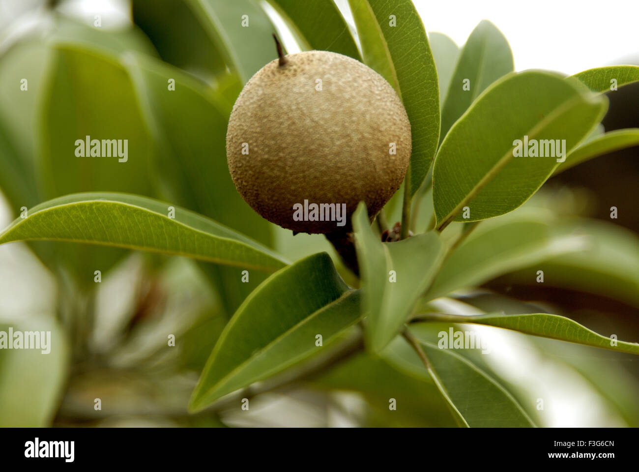 Fruits ; Chickoo growing on tree at Kunkeshwar ; Dist Sindhudurga ...