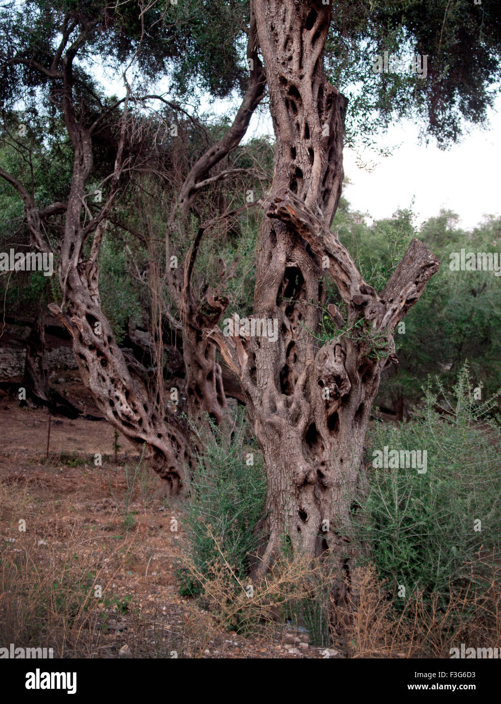 Olive trees in Greece Stock Photo - Alamy