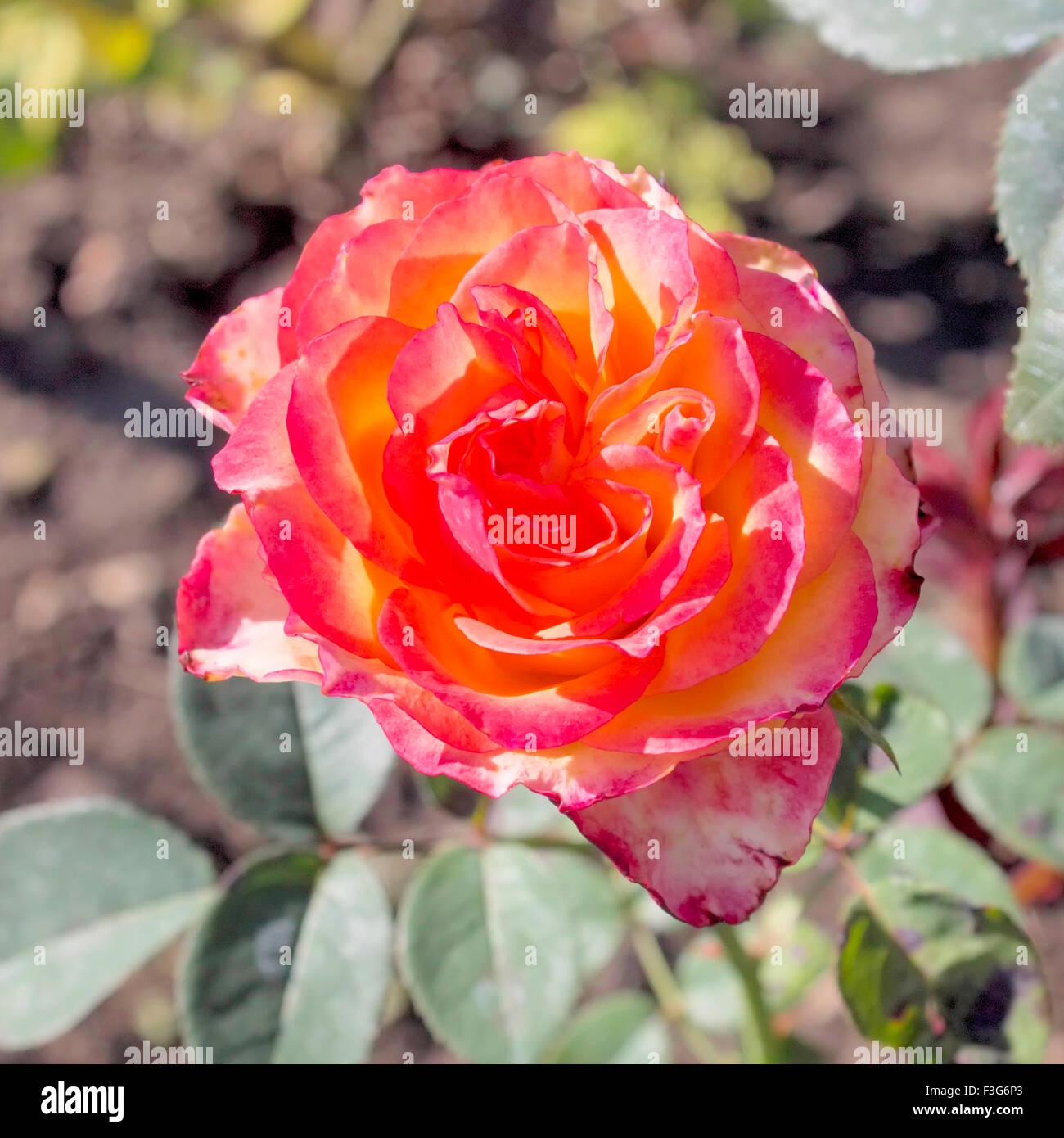 Bardovaya, Grew, Red, Buds, Rosa, Red roses, Buket, Valentina ...