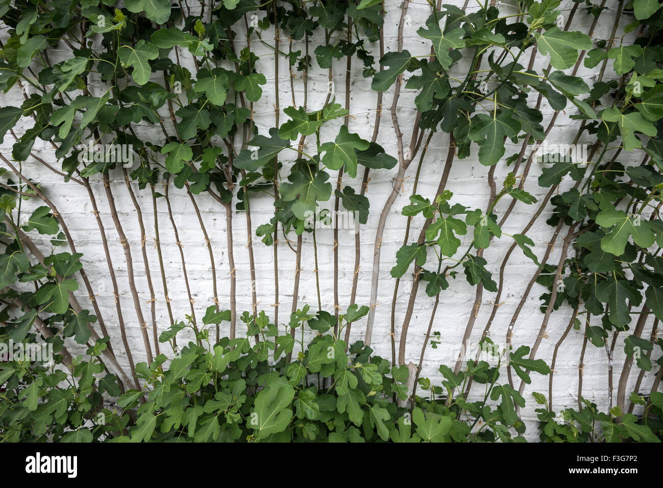 Wall trained fig hi-res stock photography and images - Alamy