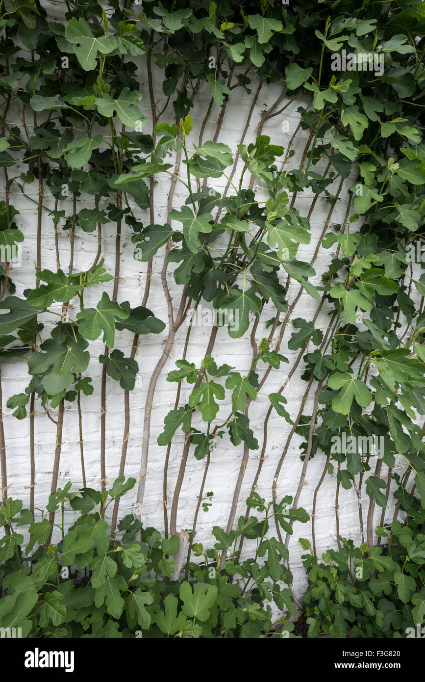 A fig tree trained against a white wall inside a glasshouse Stock Photo ...
