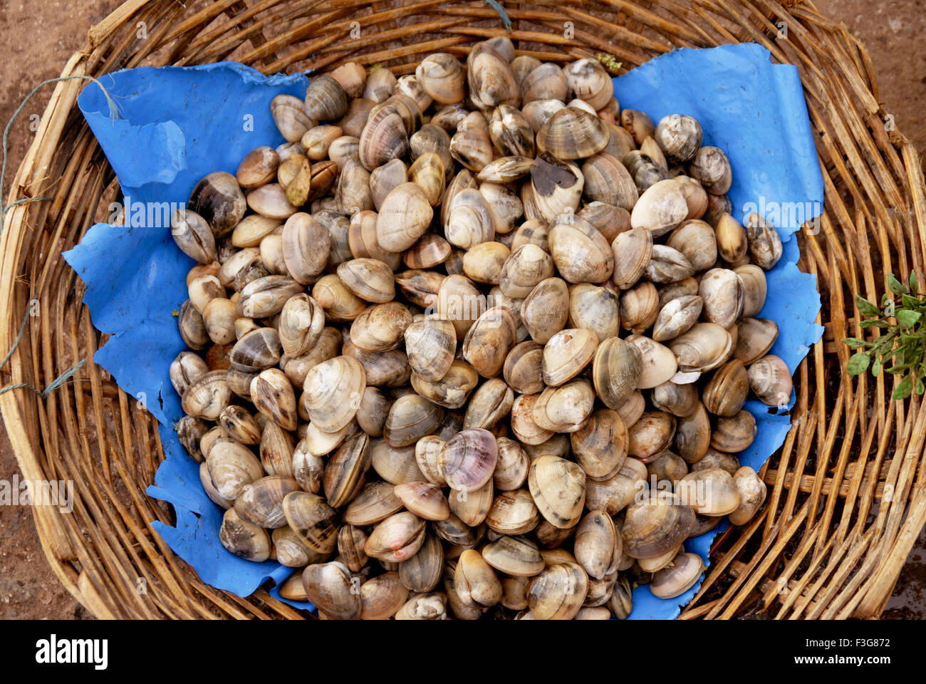 Oyster shell clam ; district north Kanara ; Karnataka ; India Stock ...