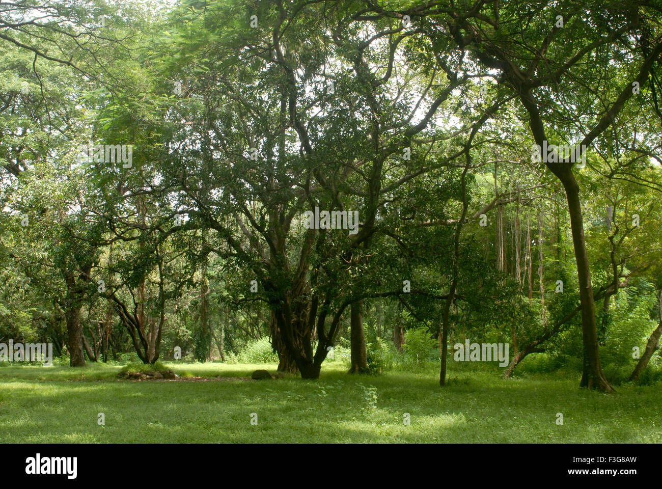 Dense forest of very old trees and lush green grass at Sanjay Gandhi ...