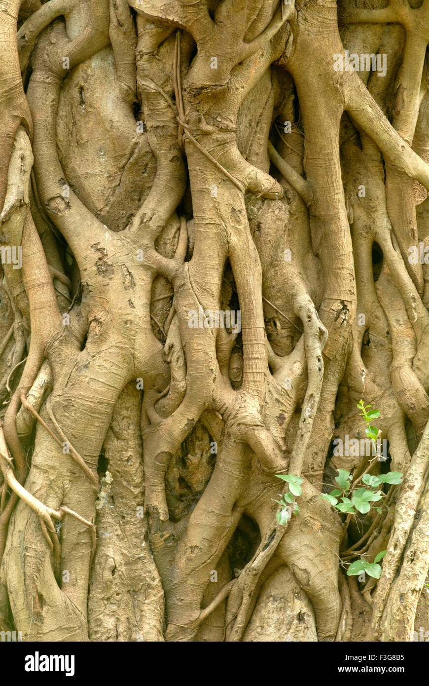 Banyan Tree Texture High Resolution Stock Photography and Images - Alamy