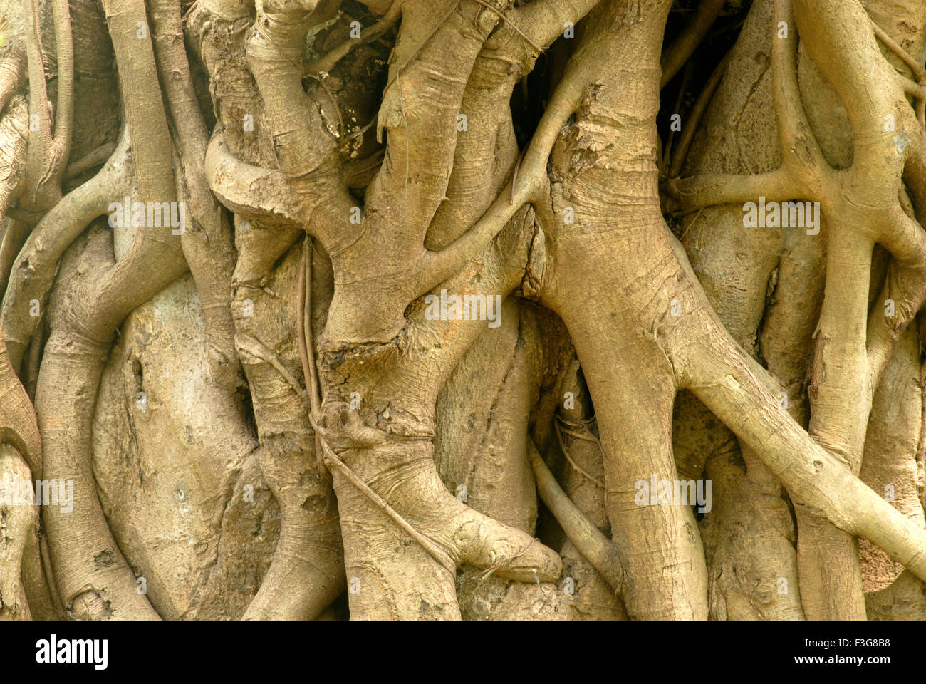 Tight close up of huge trunk of very old Banyan tree form by descending ...