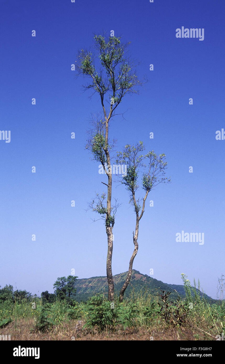 Trees ; Mahableshwar ; Maharashtra ; India ; Asia Stock Photo - Alamy