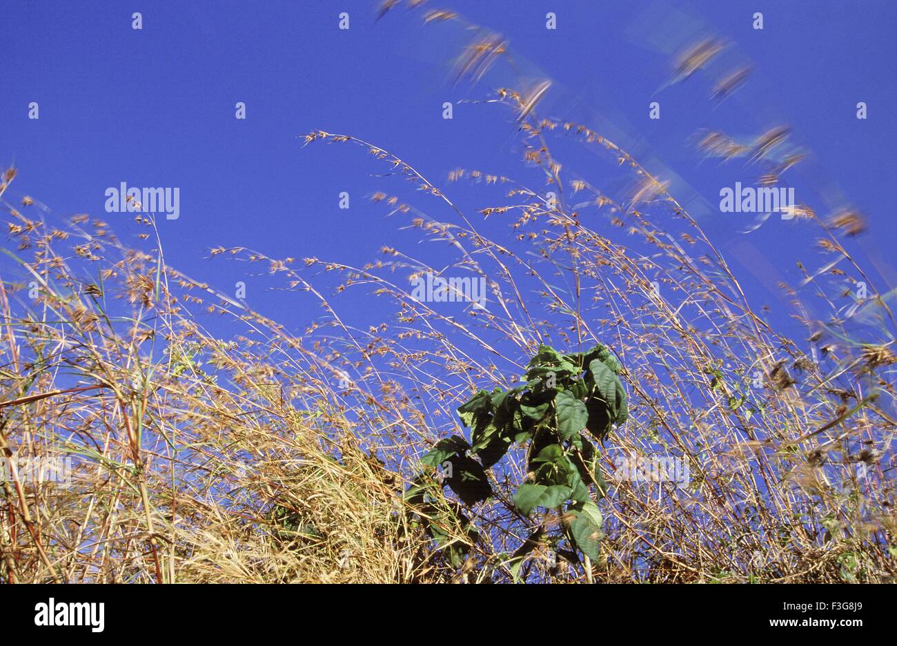 Grass blowing in wind ; Fine Art Photography ; Malvan ; Maharashtra ...