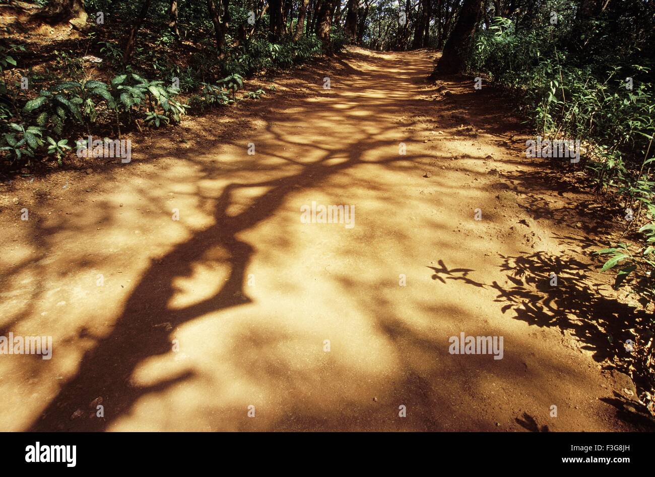 tree shadow ; pathway ; Fine Art Photography ; Matheran ; Maharashtra ...