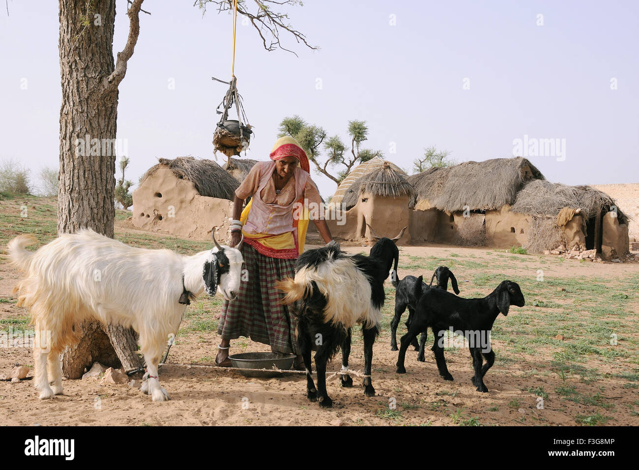 Old Rajasthani lady standing with goats ; Sujangarh ; Rajasthan ; India ...