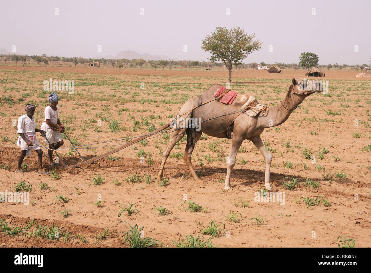 Field plough camel hi-res stock photography and images - Alamy