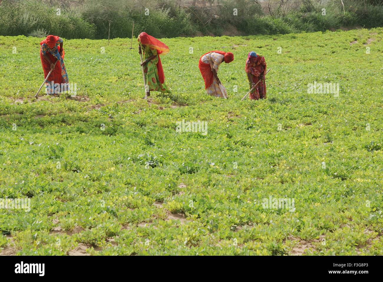 Rajasthani workers hi-res stock photography and images - Alamy