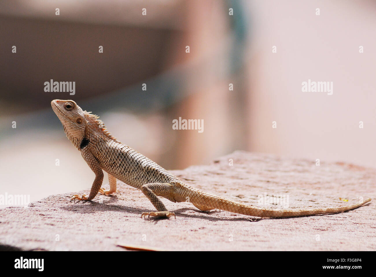 India lizard hi-res stock photography and images - Alamy