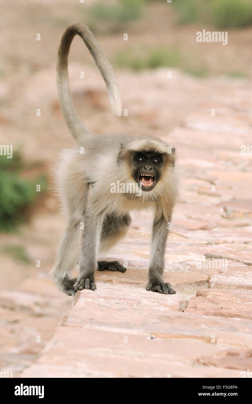 Angry monkey hi-res stock photography and images - Alamy