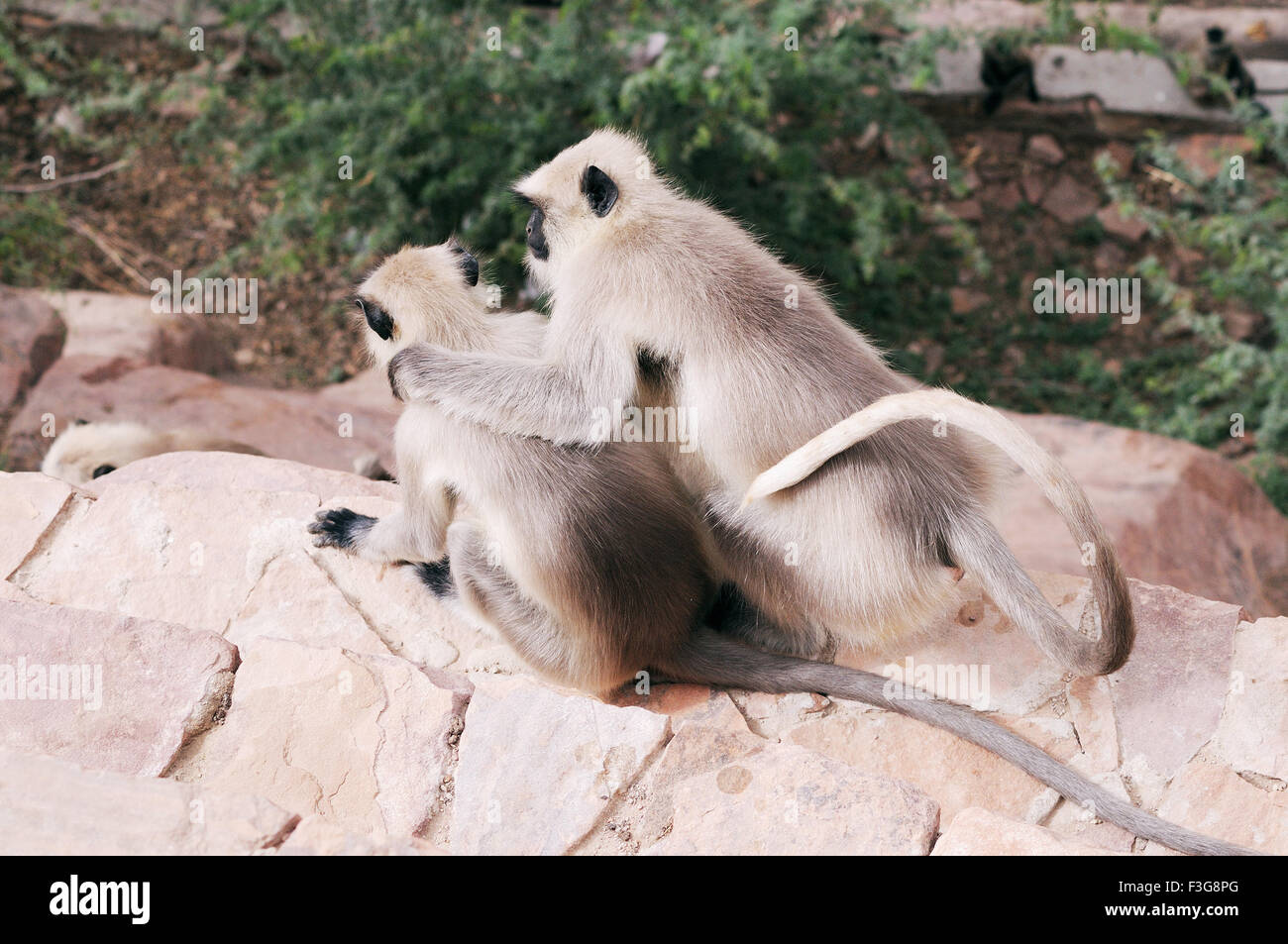 Black Monkey Full Body High Resolution Stock Photography and Images - Alamy