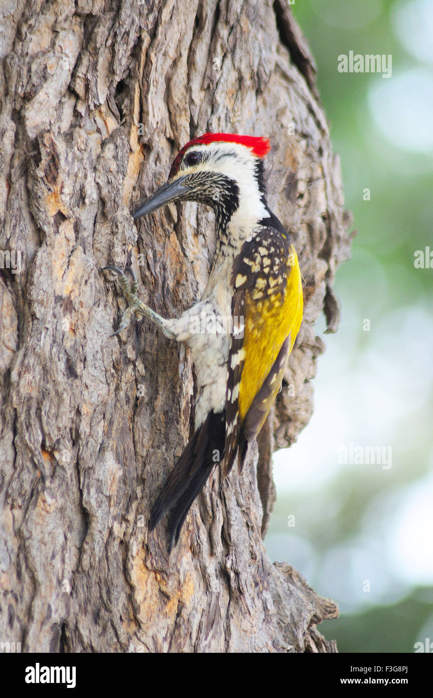 Golden backed woodpecker hi-res stock photography and images - Alamy