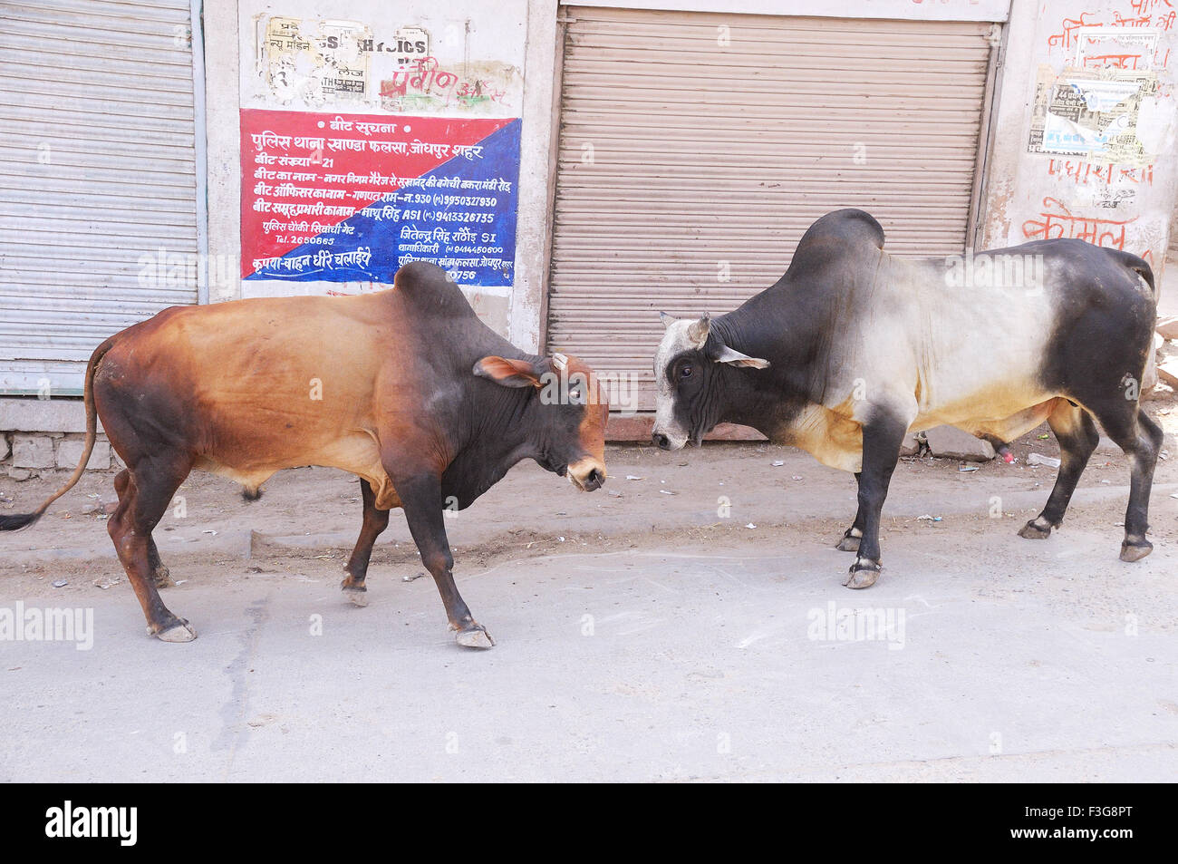 Bulls fighting on road ; Jodhpur ; Rajasthan ; India Stock Photo - Alamy