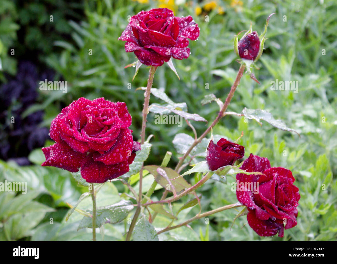 Bardovaya, Grew, Red, Buds, Rosa, Red roses, Buket, Valentina ...
