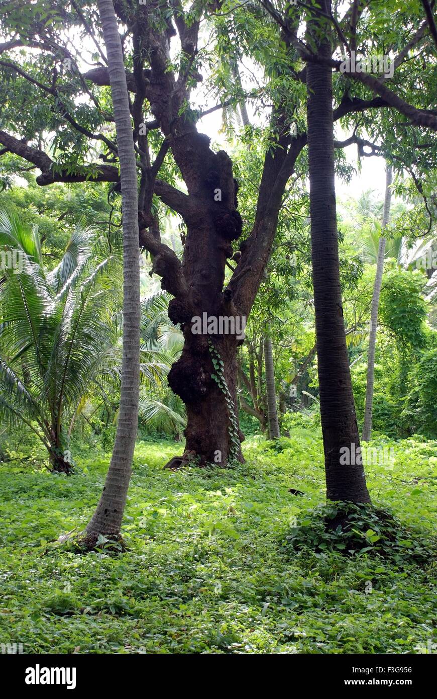 tree trunk ; trees trunks ; India ; asia Stock Photo - Alamy