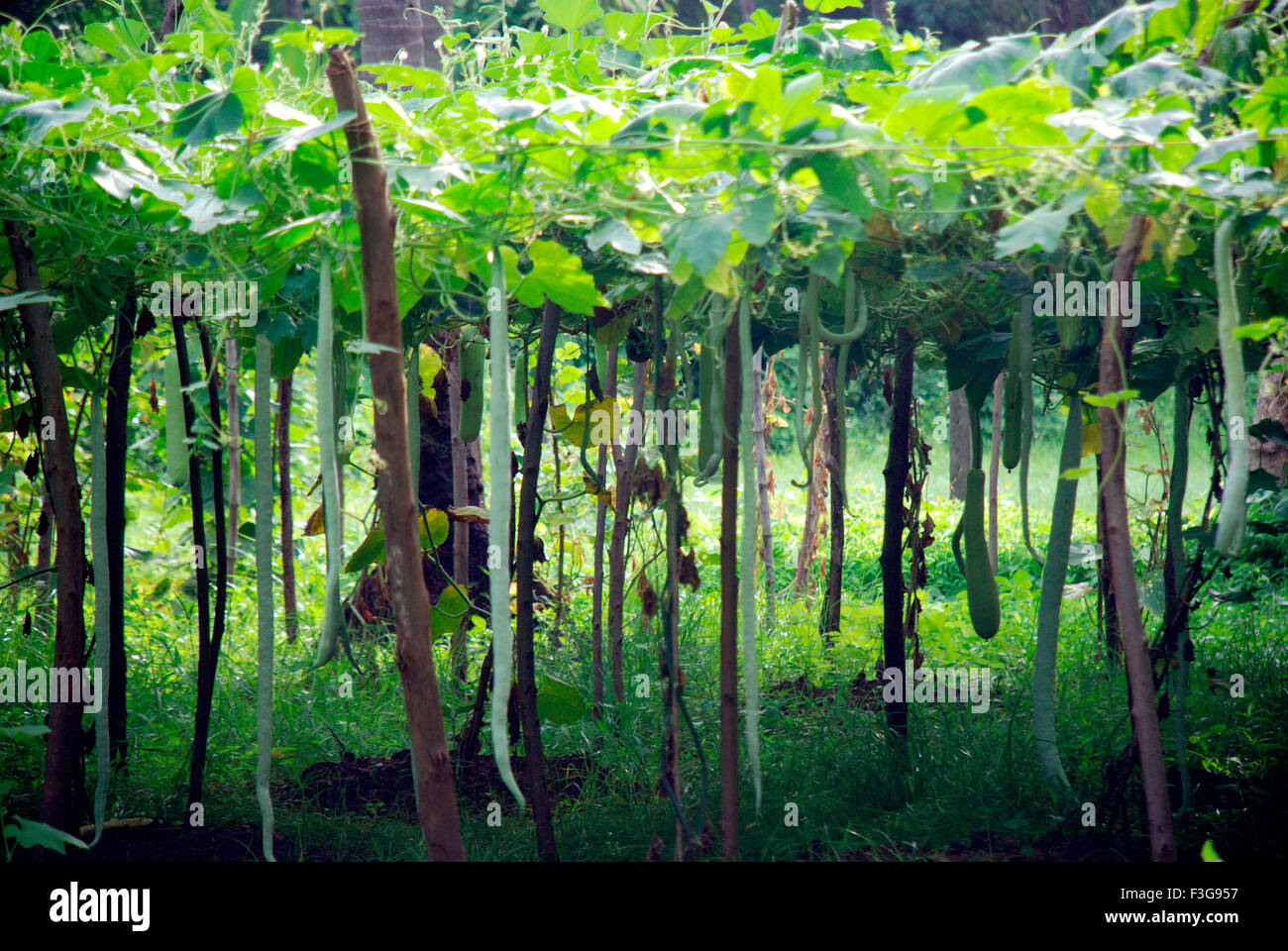 Snake gourd plant, Trichosanthes cucumerina, India, Asia Stock Photo ...