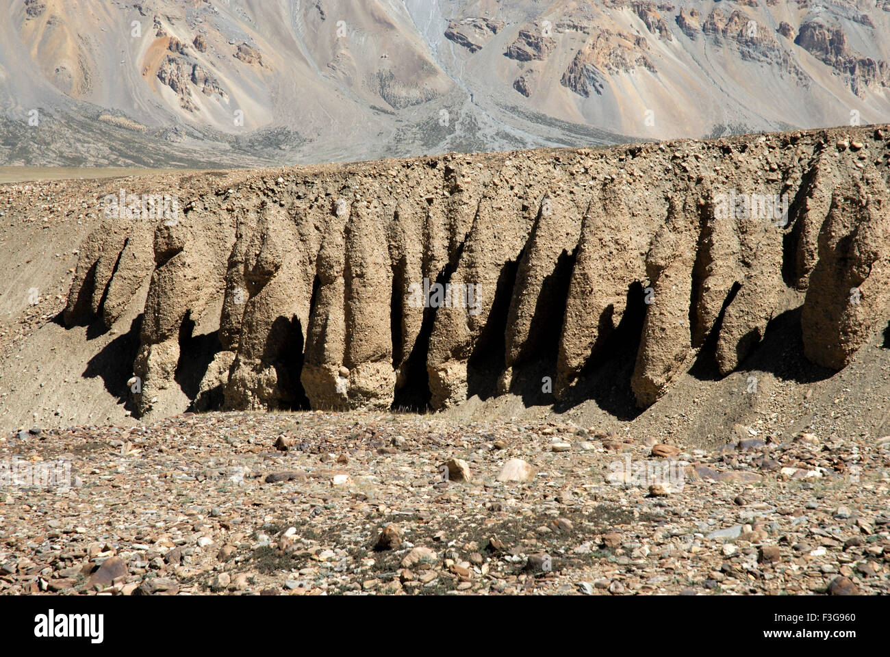 Darcha ; Ladakh ; Jammu & Kashmir ; India Stock Photo - Alamy