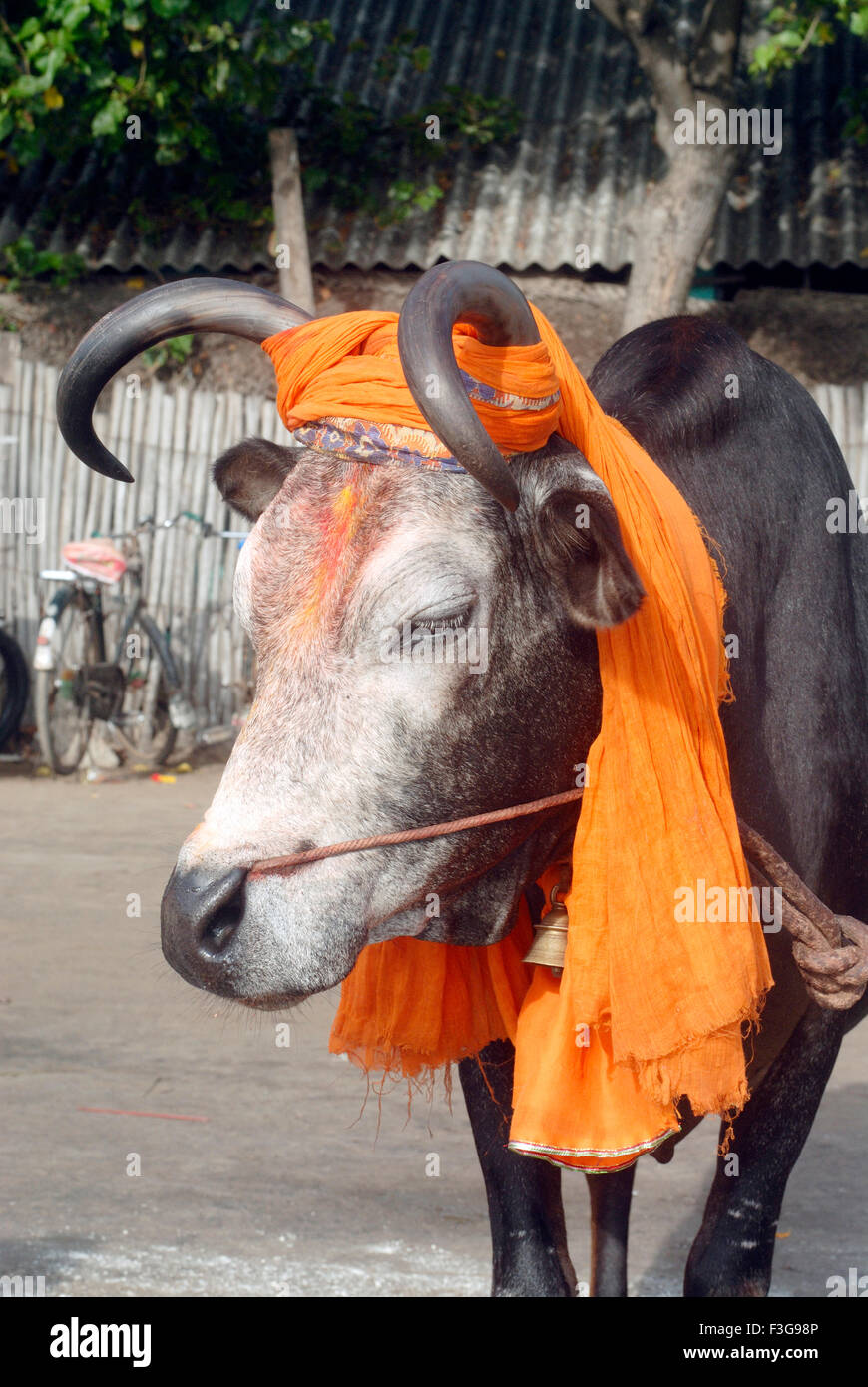 Close up of holy cow wearing scarlet color turban ; Agnitheertham shore ...