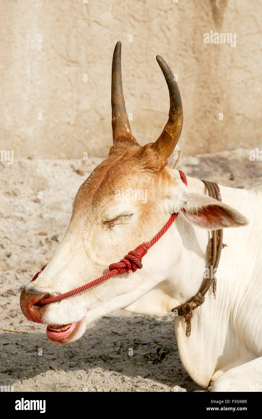 Bullock resting hi-res stock photography and images - Alamy