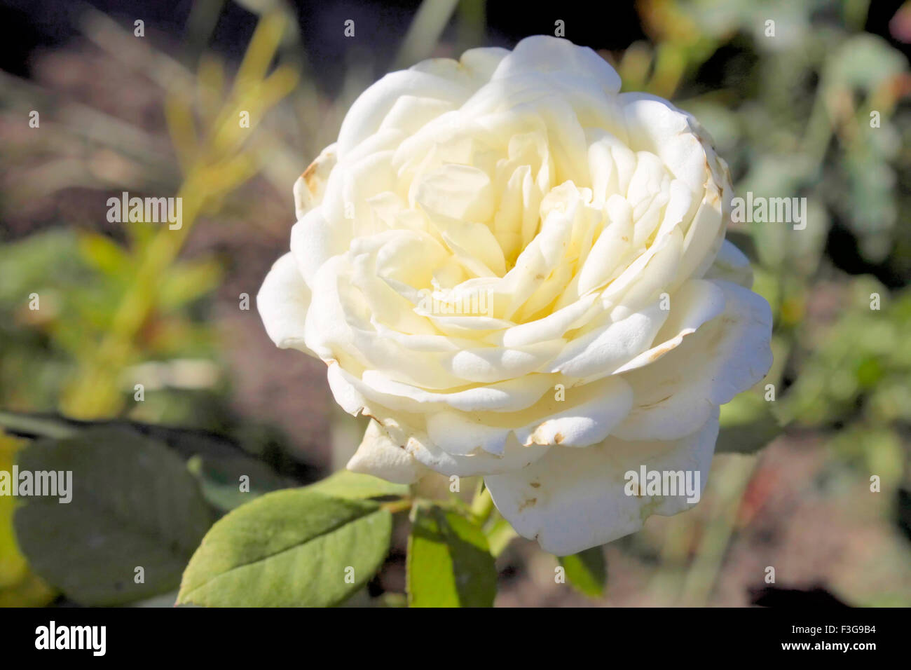 Bardovaya, Grew, Red, Buds, Rosa, Red roses, Buket, Valentina ...