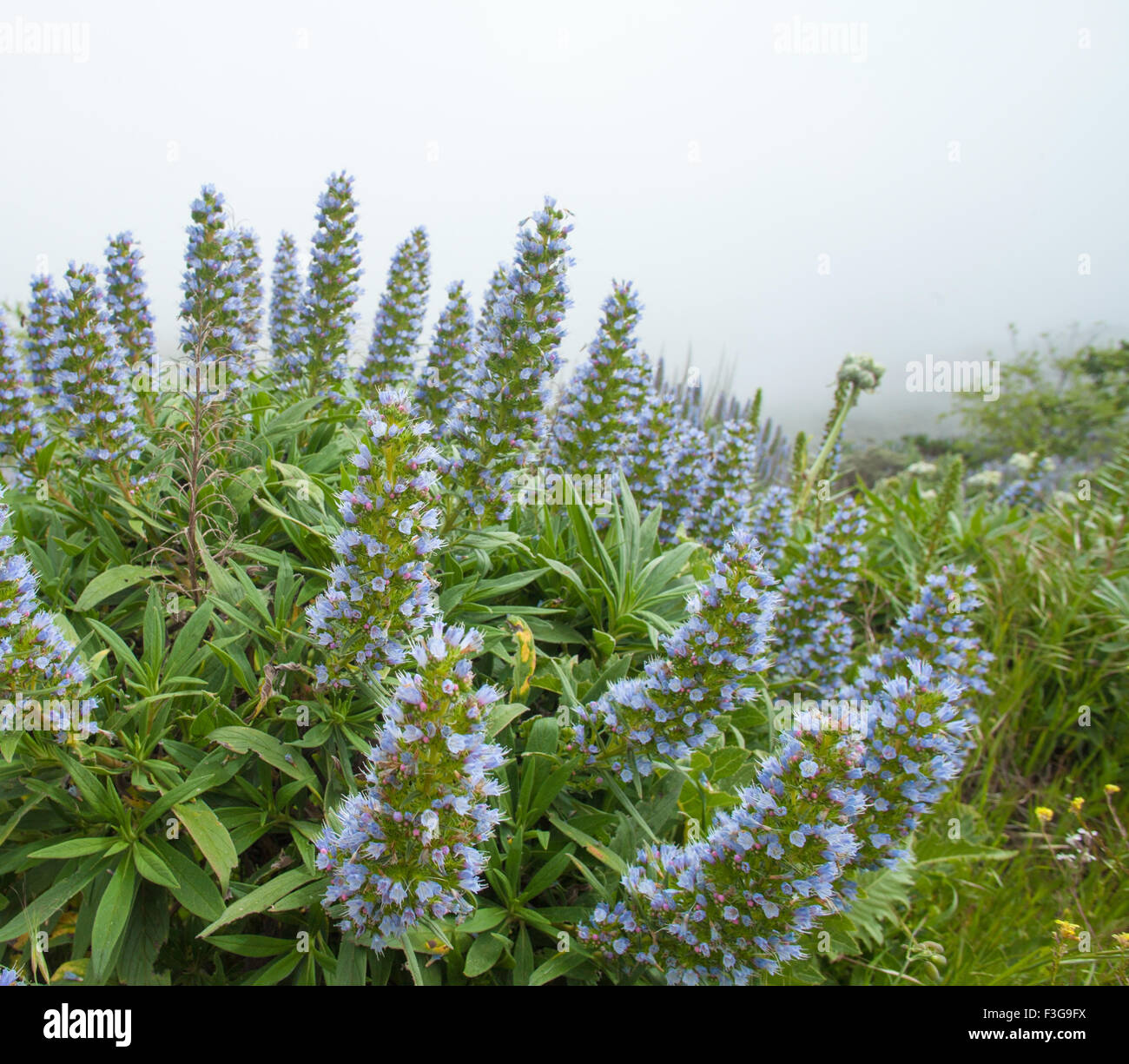 Gran Canarian, Echium Callithyrsum, Blue bugloss of Gran Canaria ...