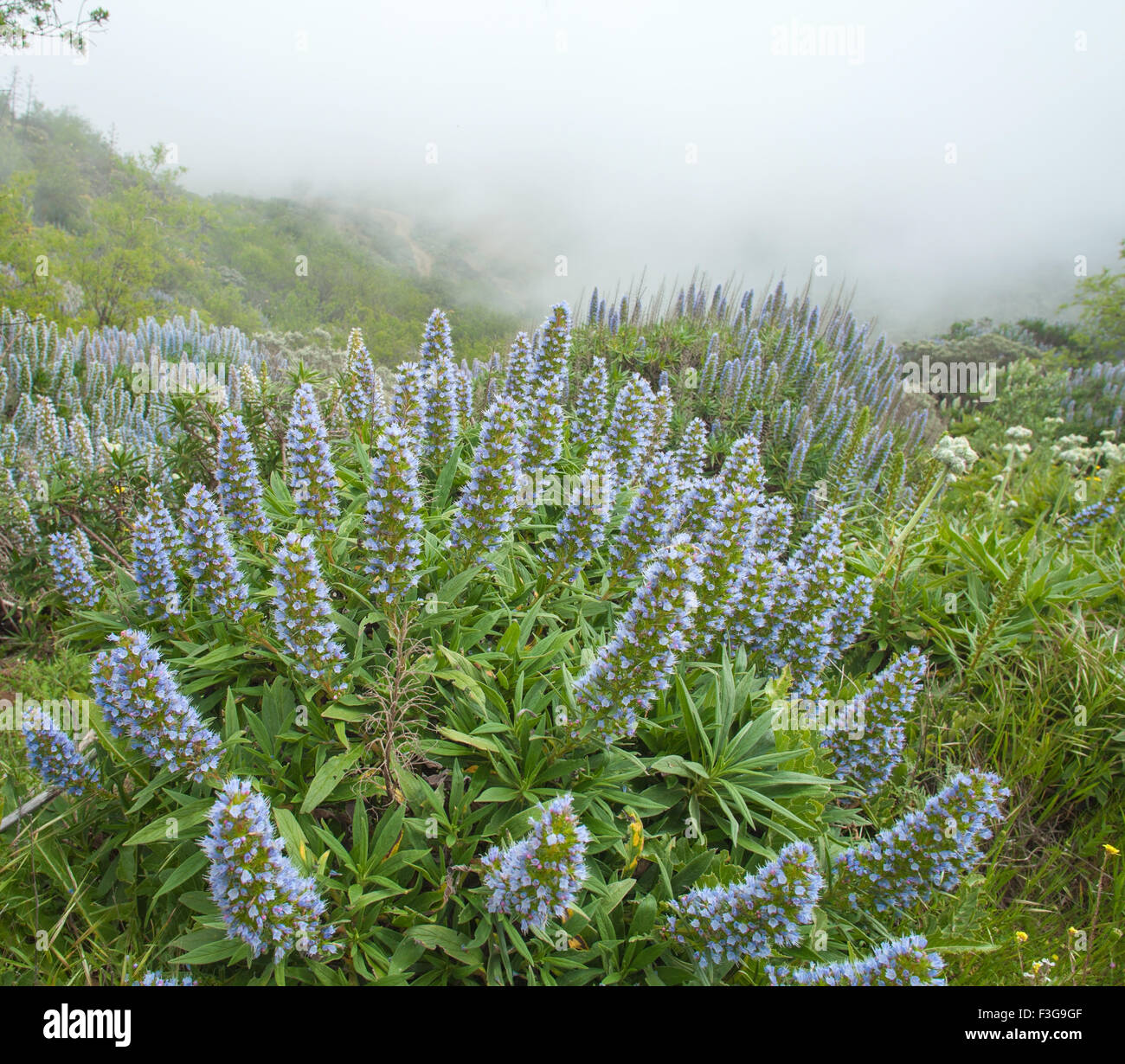 Blue flowers of echium callithyrsum, blue bugloss of Gran Canaria ...