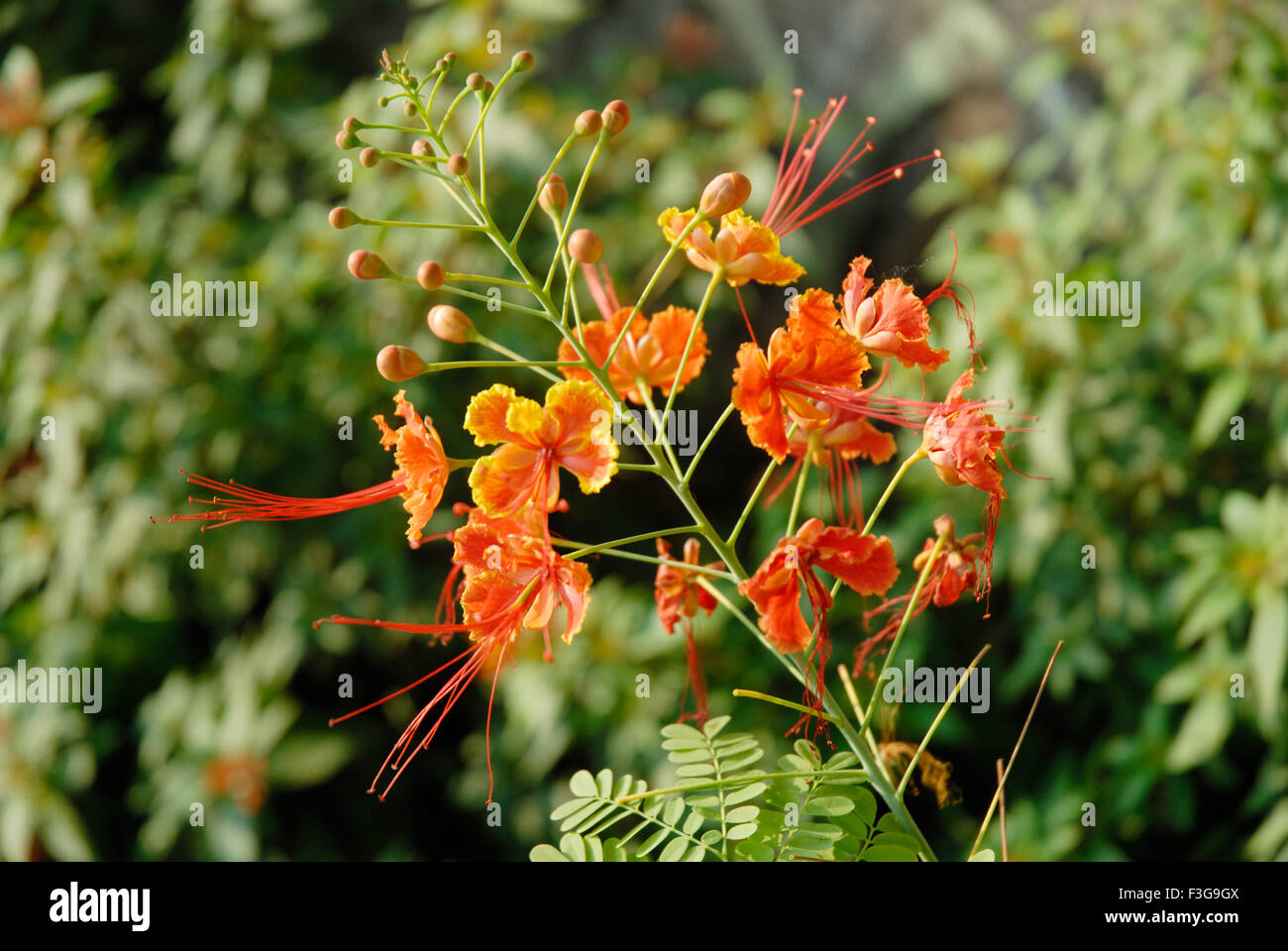 Gulmohar flower, Royal Poinciana, Flamboyant, Gul Mohur, Flame tree ...