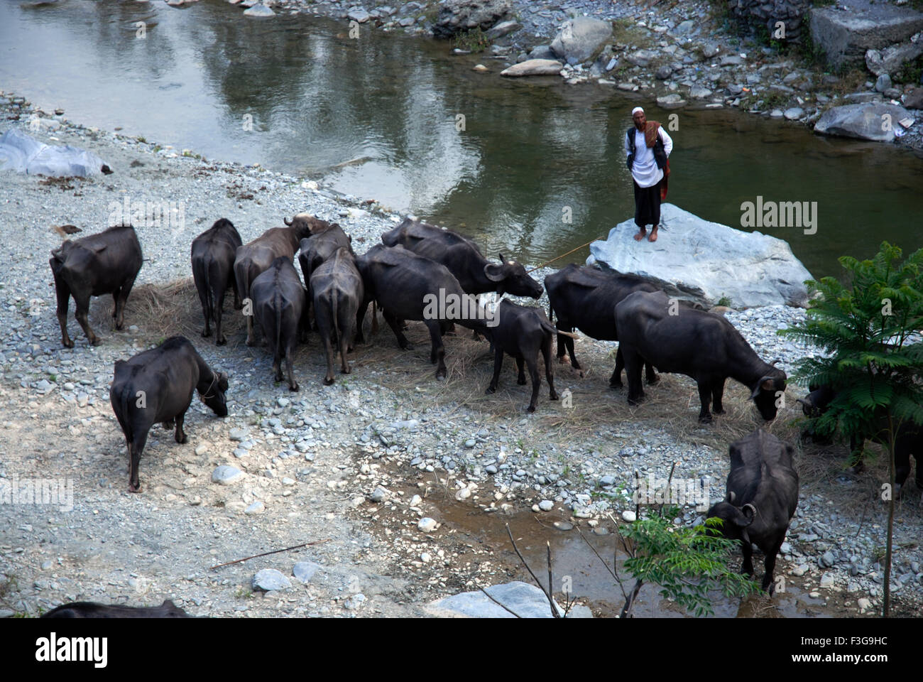 Gujjar Shepherd with cattle on the banks of Bhagirathi river ...