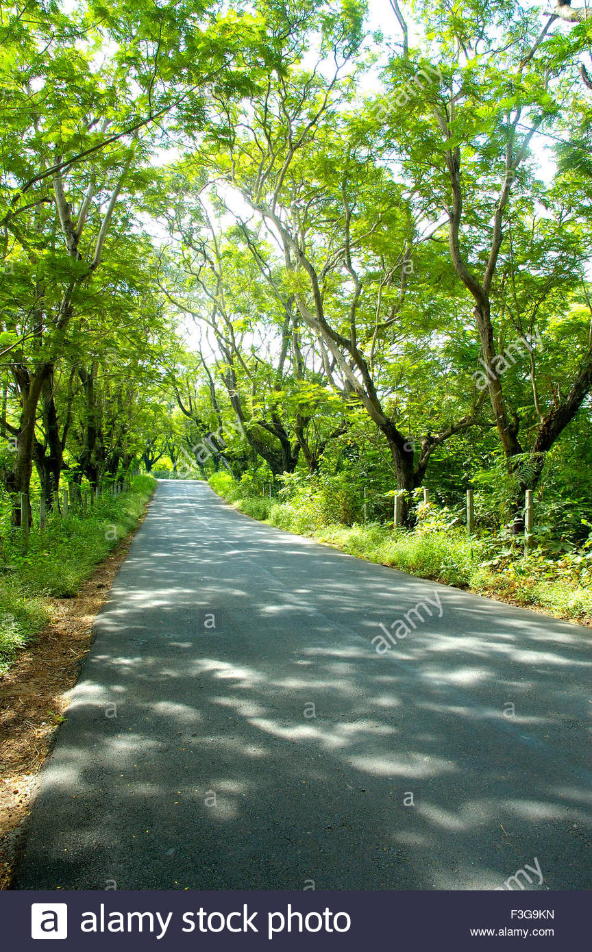 Aarey High Resolution Stock Photography and Images - Alamy