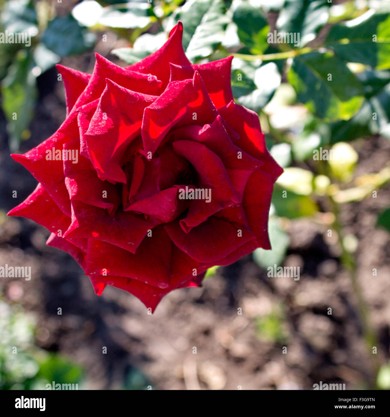 Bardovaya, Grew, Red, Buds, Rosa, Red roses, Buket, Valentina ...