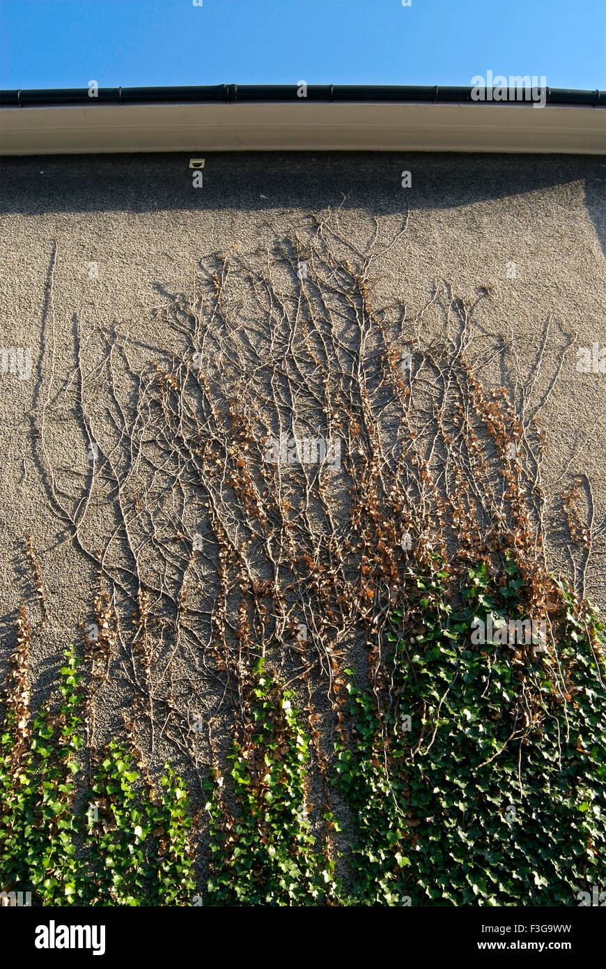 Creepers ; London ; England ; United Kingdom ; UK Stock Photo - Alamy