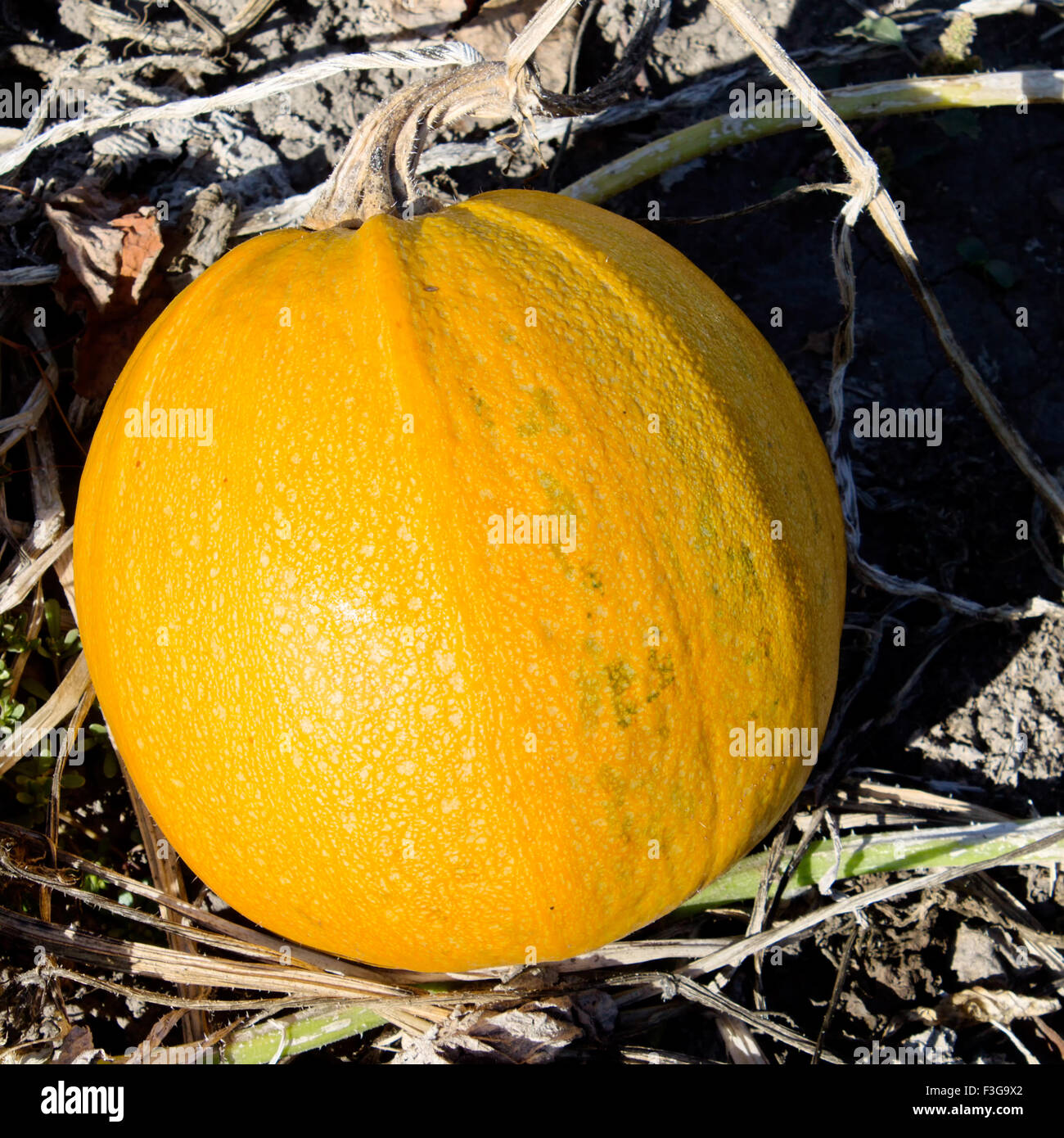 Pumpkin, Gold, Vegetable, Food, Concept, Foliage, November, Earth ...
